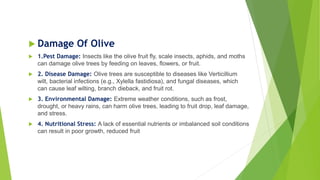 Olive | PPTX
