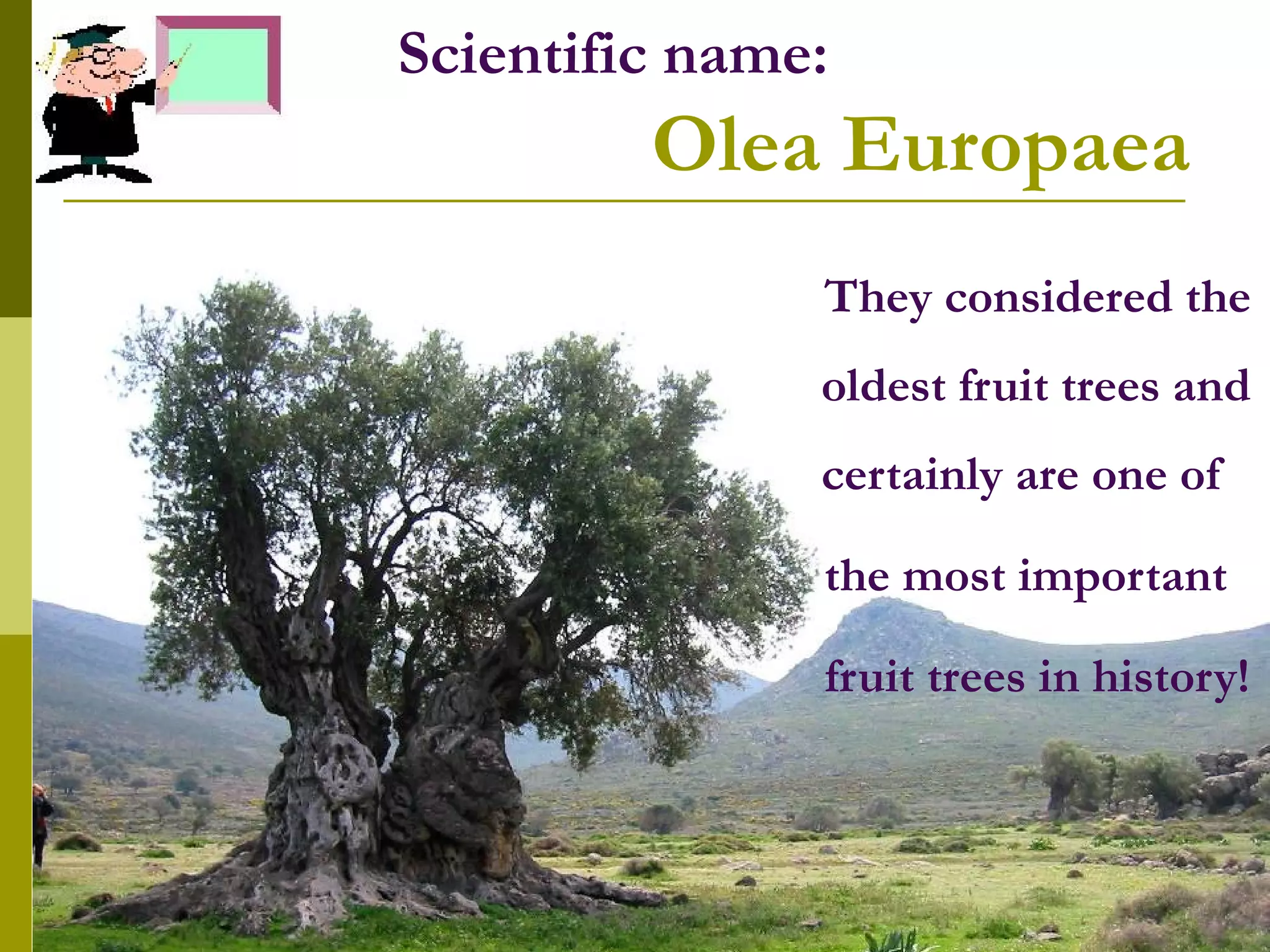 Olive Tree A Part Of Our Life | PPT