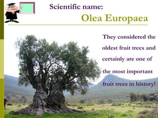 Olive Tree A Part Of Our Life | PPT