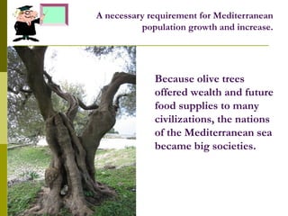 Olive Tree A Part Of Our Life | PPT