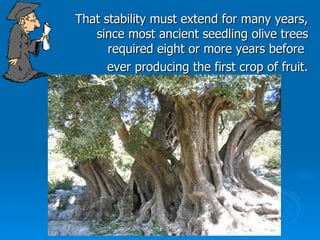 Olive Tree A Part Of Our Life | PPT