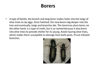 Olive insects A Lecture To ToT trainees ( FFS) By Mr. Allah Dad Khan ...