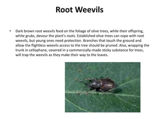 Olive insects A Lecture To ToT trainees ( FFS) By Mr. Allah Dad Khan ...