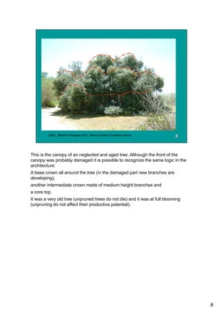 Olive Pruning 1 Li | PDF