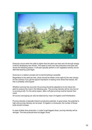 Olive Pruning 2 Li | PDF