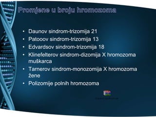 Olivera lučić prezentacija | PPSX