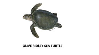 OLIVE RIDLEY.pptx | Reptiles | Pets