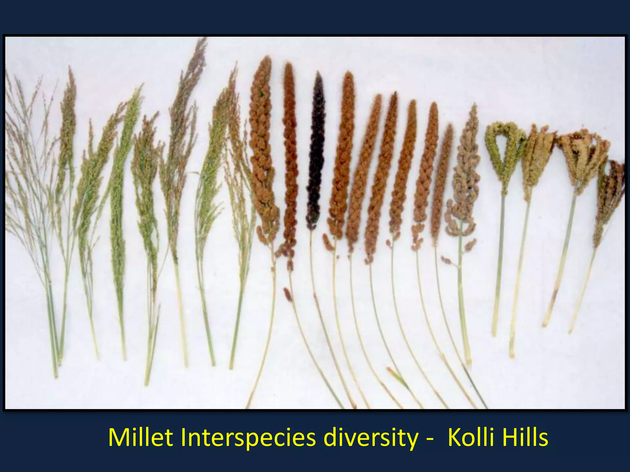 Community Agrobiodiversity Conservation for Food Security and ...