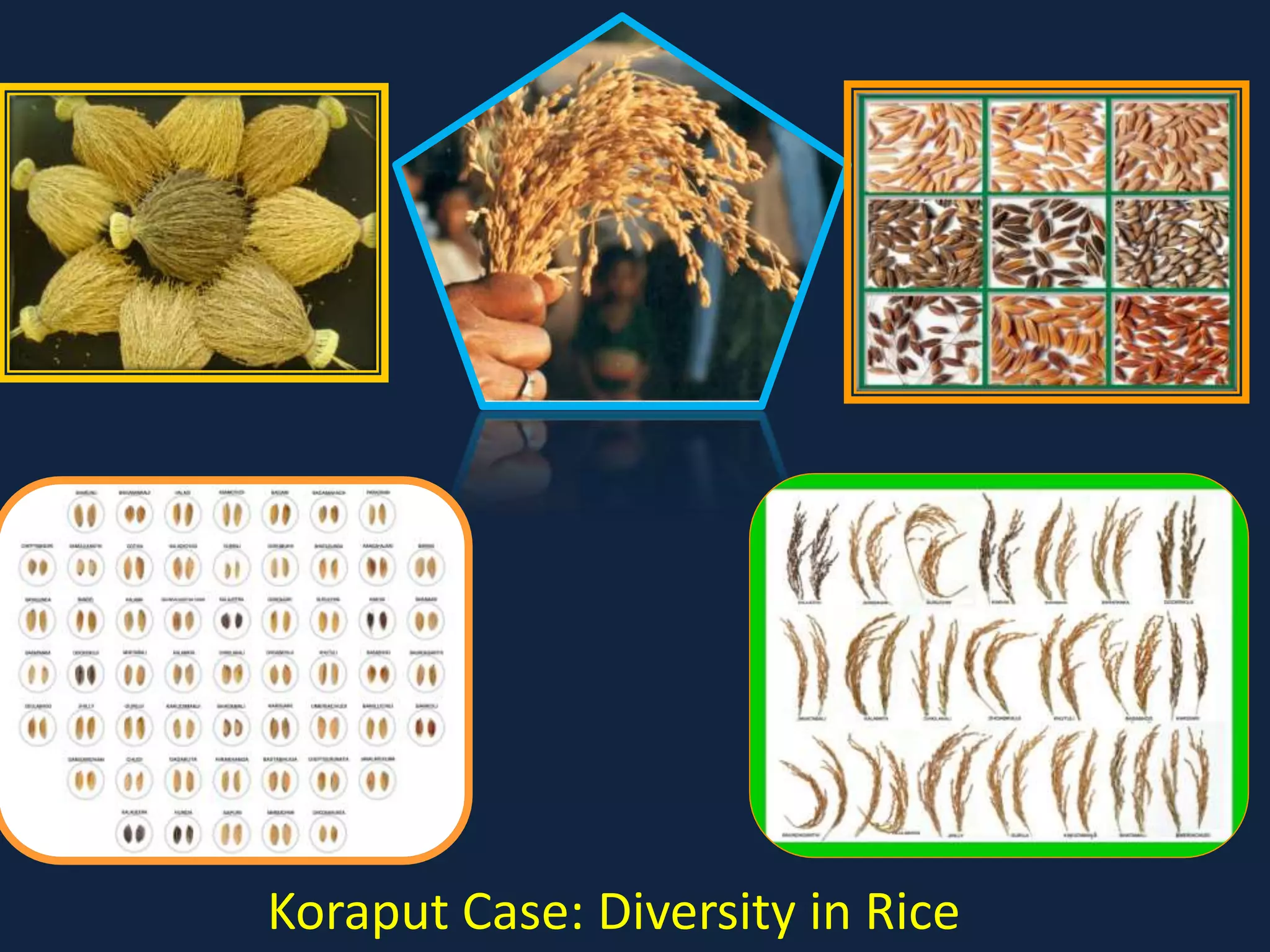 Community Agrobiodiversity Conservation for Food Security and ...