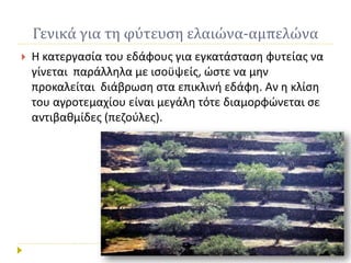Ελιά - Αμπέλι | PDF