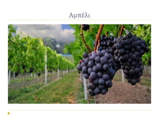 Ελιά - Αμπέλι | PDF