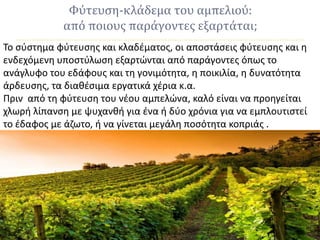 Ελιά - Αμπέλι | PDF