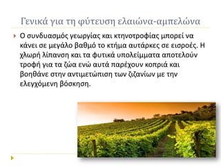 Ελιά - Αμπέλι | PDF