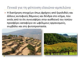 Ελιά - Αμπέλι | PDF
