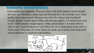 Giant Panda | PPT