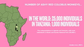 Population and Distribution of the Ashy Red Colobus Monkey | PDF