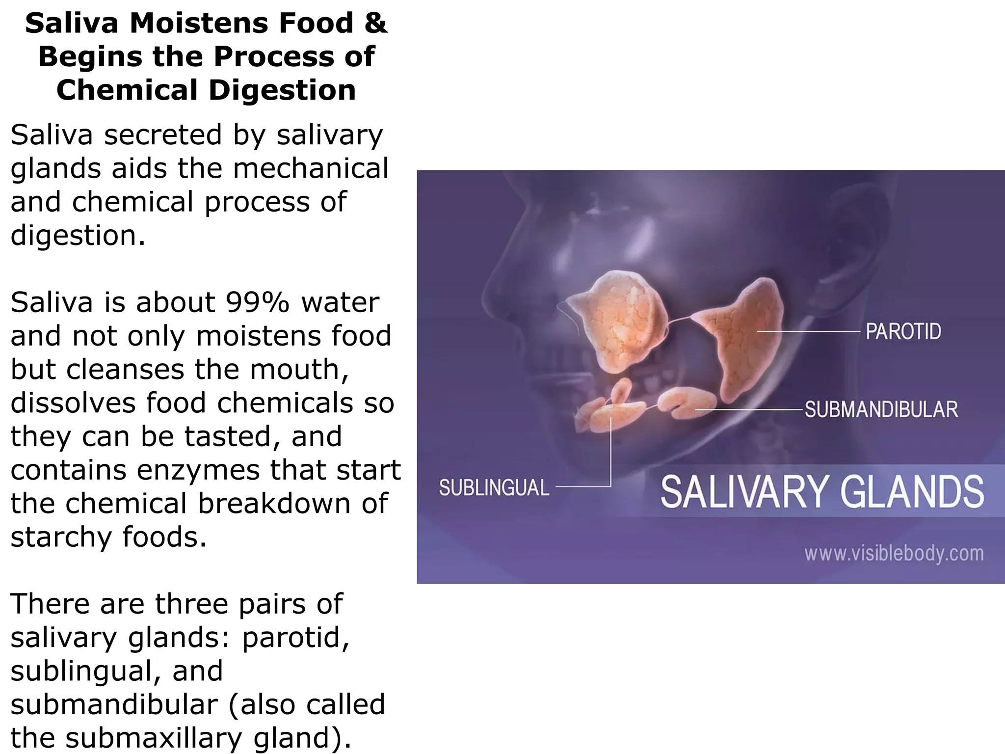 The Digestive System (1).pdf