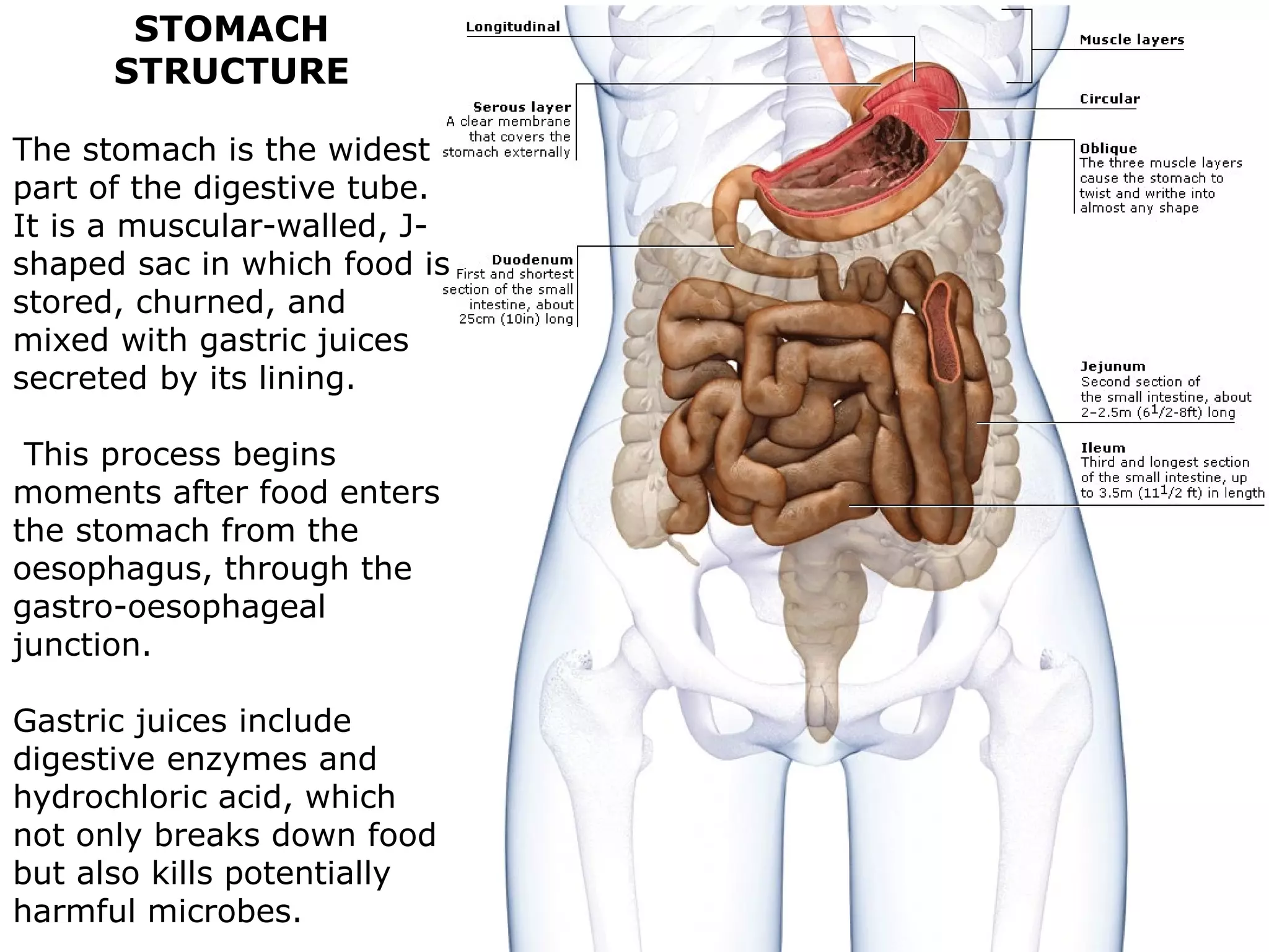 The Digestive System (1).pdf