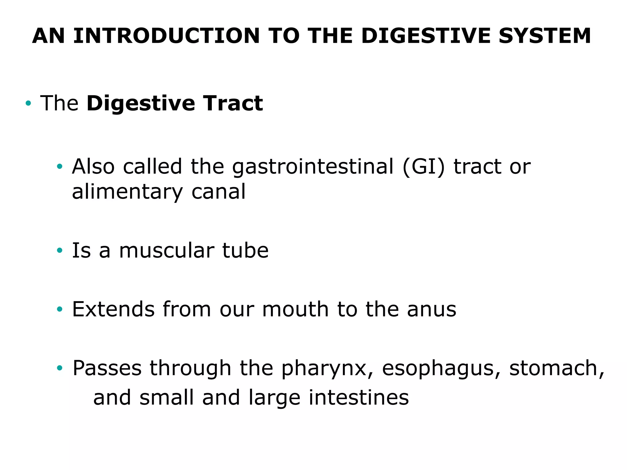 The Digestive System (1).pdf