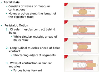 The Digestive System (1).pdf