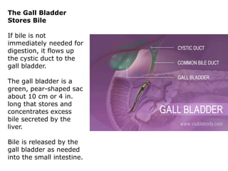 The Digestive System (1).pdf