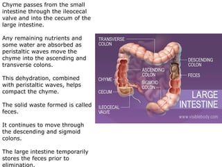 The Digestive System (1).pdf