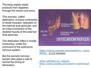 The Digestive System (1).pdf