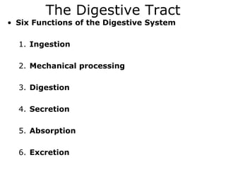 The Digestive System (1).pdf