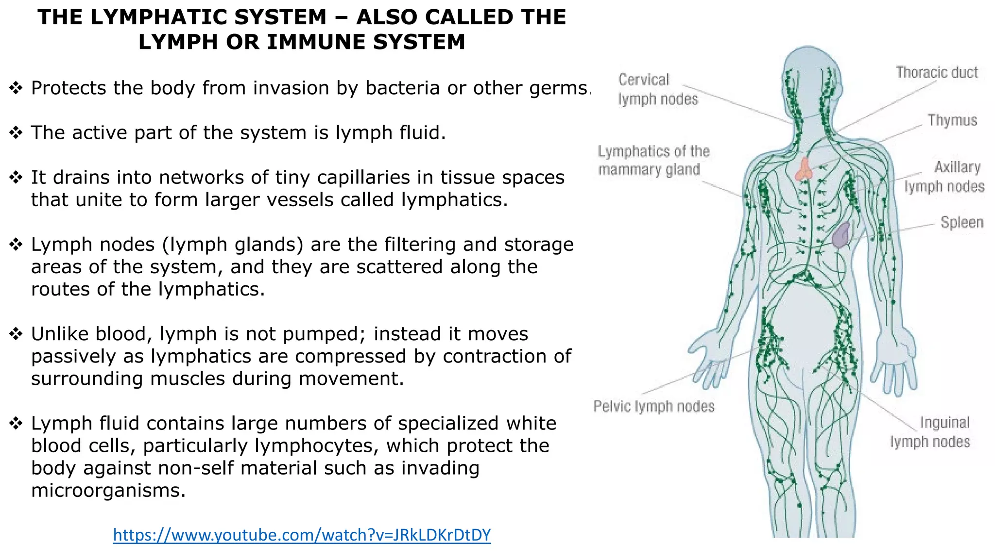 The Lymphatic System.pdf