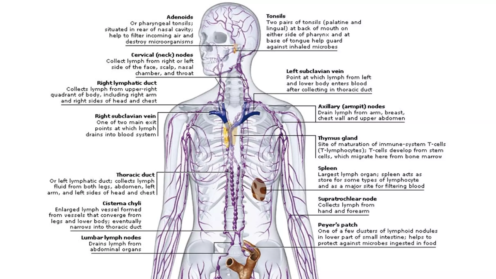 The Lymphatic System.pdf