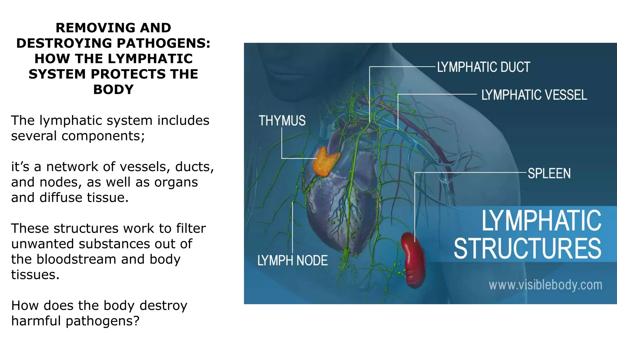 The Lymphatic System.pdf