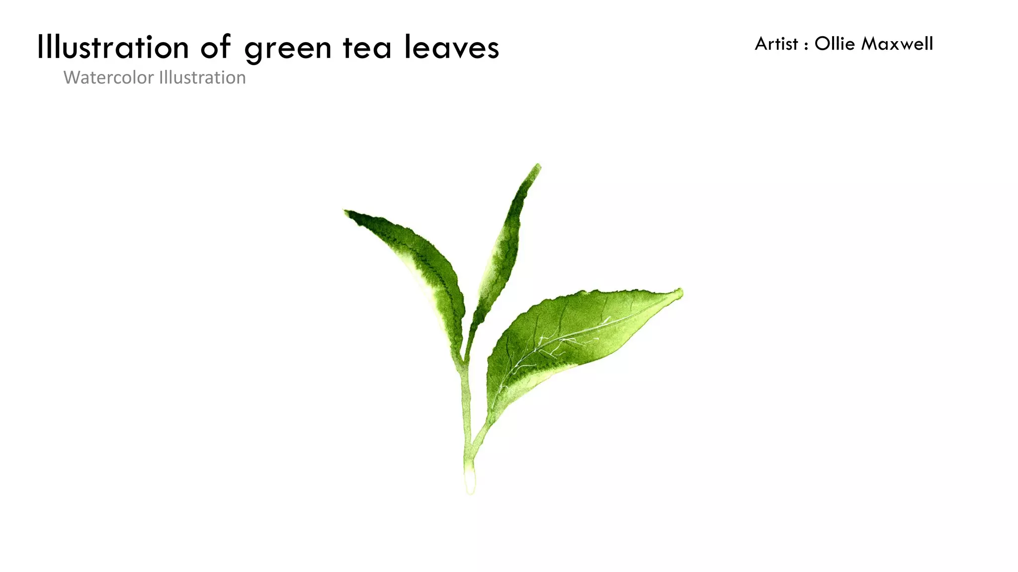 Ollie maxwell watercolour illustrator uk | PDF