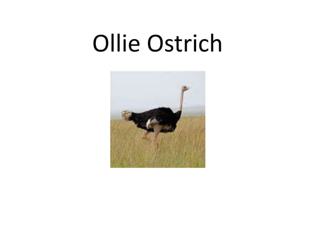 Ollie ostrich | PPTX