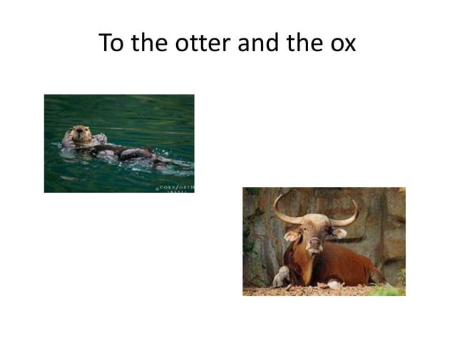 Ollie ostrich | PPTX