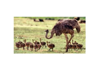 Ollie ostrich | PPTX