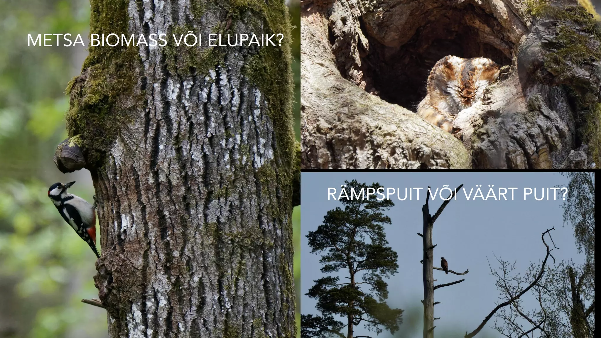 OLUKORRAST METSAS.pptx.pdf