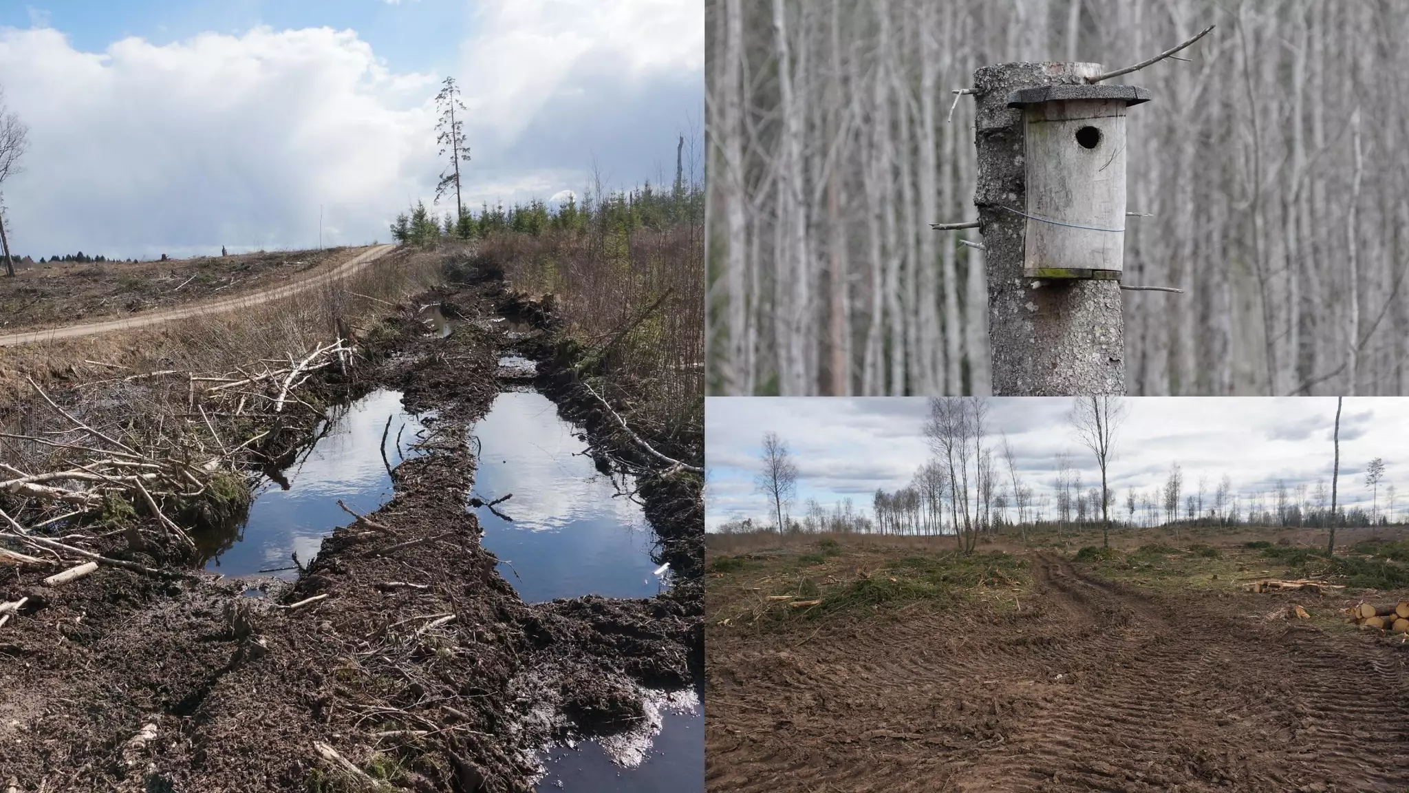 OLUKORRAST METSAS.pptx.pdf