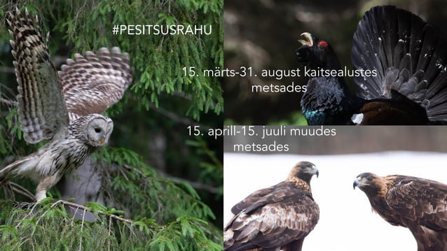 OLUKORRAST METSAS.pptx.pdf