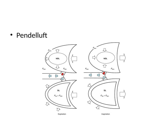 OLV - Physiology and pathology one lungs | PPT