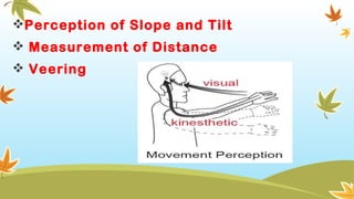 ORIENTATION AND MOBILITY FOR BLIND PERSON | PPT