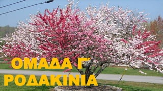 ΧΡΥΣΑ ΚΟΚΟΡΙΚΟΥ Δ2 omadikh meleth dentra.pdf