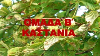 ΧΡΥΣΑ ΚΟΚΟΡΙΚΟΥ Δ2 omadikh meleth dentra.pdf