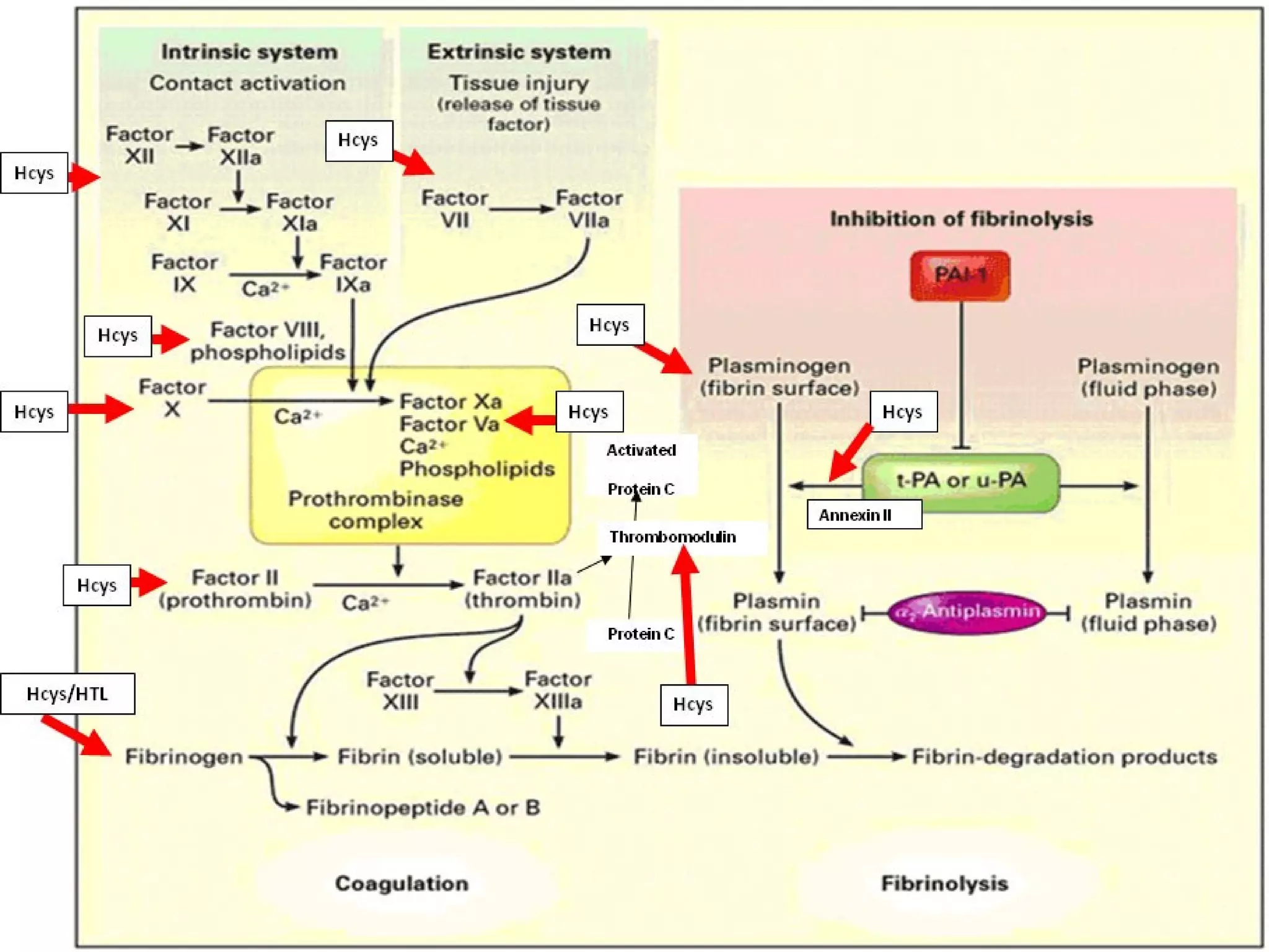 D-DIMER LEVELS decreased in severe allergic asthma and chronic ...