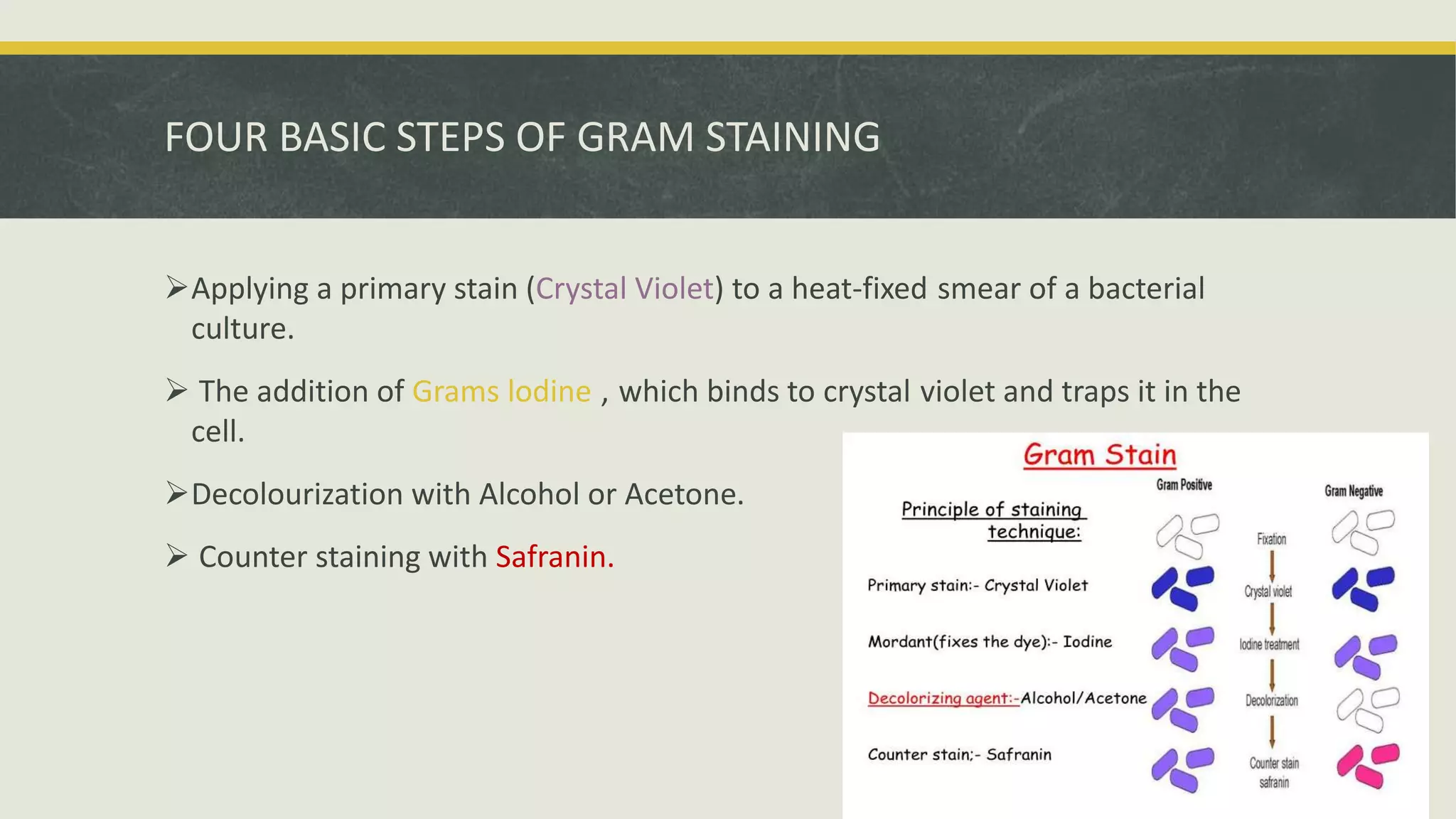 Omar Arar ( Gram's stain).pptx
