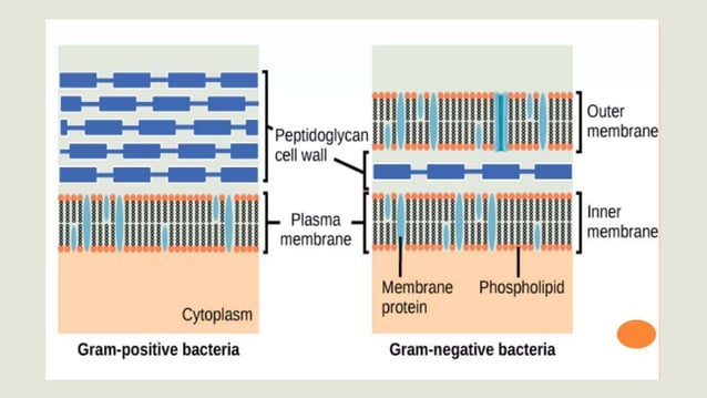 Omar Arar ( Gram's stain).pptx