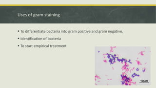 Omar Arar ( Gram's stain).pptx
