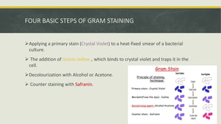 Omar Arar ( Gram's stain).pptx