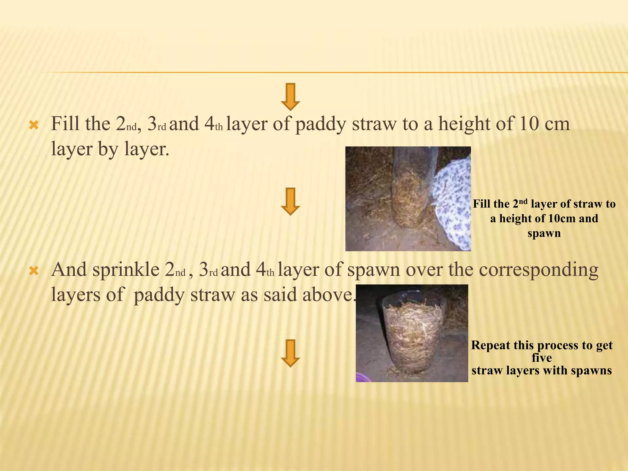 OM Bed preparation and cropping (17UAG077, 17UAG086).pptx