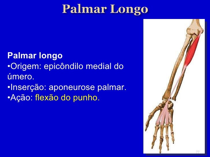 Ombro, Cotovelo, Punho e Mão