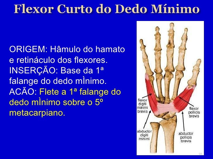 Ombro, Cotovelo, Punho e Mão